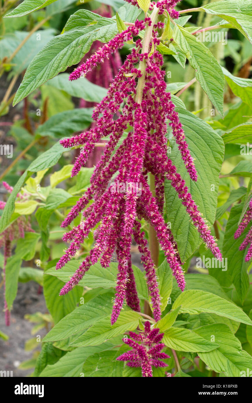 Love lies bleeding (Amaranthus caudatus Stock Photo - Alamy