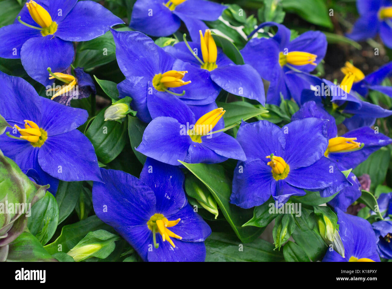 German violet (Exacum trinervium 'Kandy' Stock Photo - Alamy