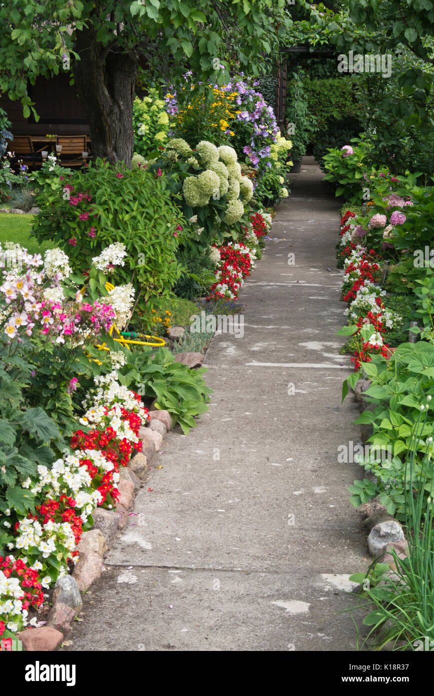 Begonias (Begonia semperflorens), hydrangeas (Hydrangea) and common ...