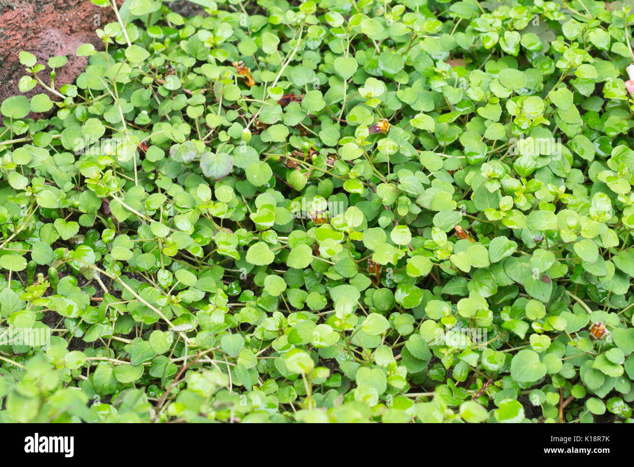 Creeping fuchsia fuchsia procumbens hi-res stock photography and images ...