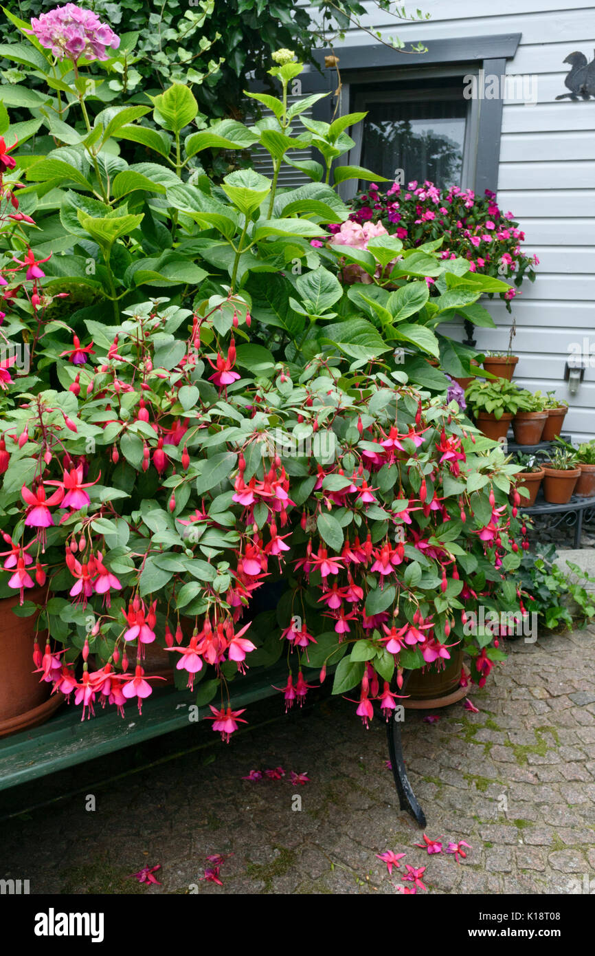 Fuchsias (Fuchsia). Design: Marianne and Detlef Lüdke Stock Photo - Alamy