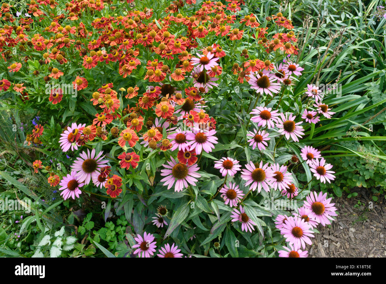 Sneezeweed (Helenium) and purple cone flower (Echinacea purpurea Stock ...