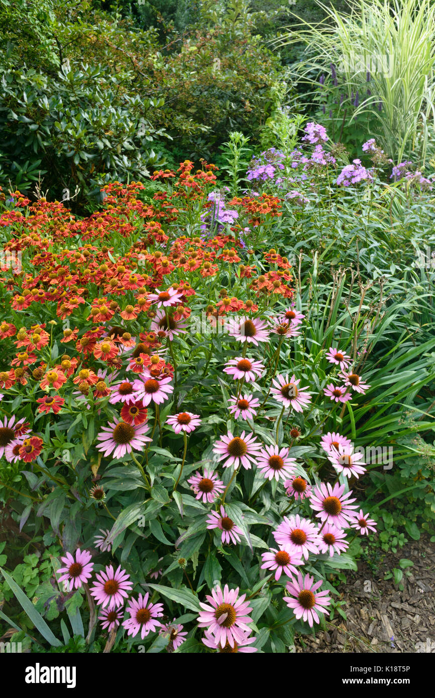 Sneezeweed (Helenium) and purple cone flower (Echinacea purpurea Stock ...