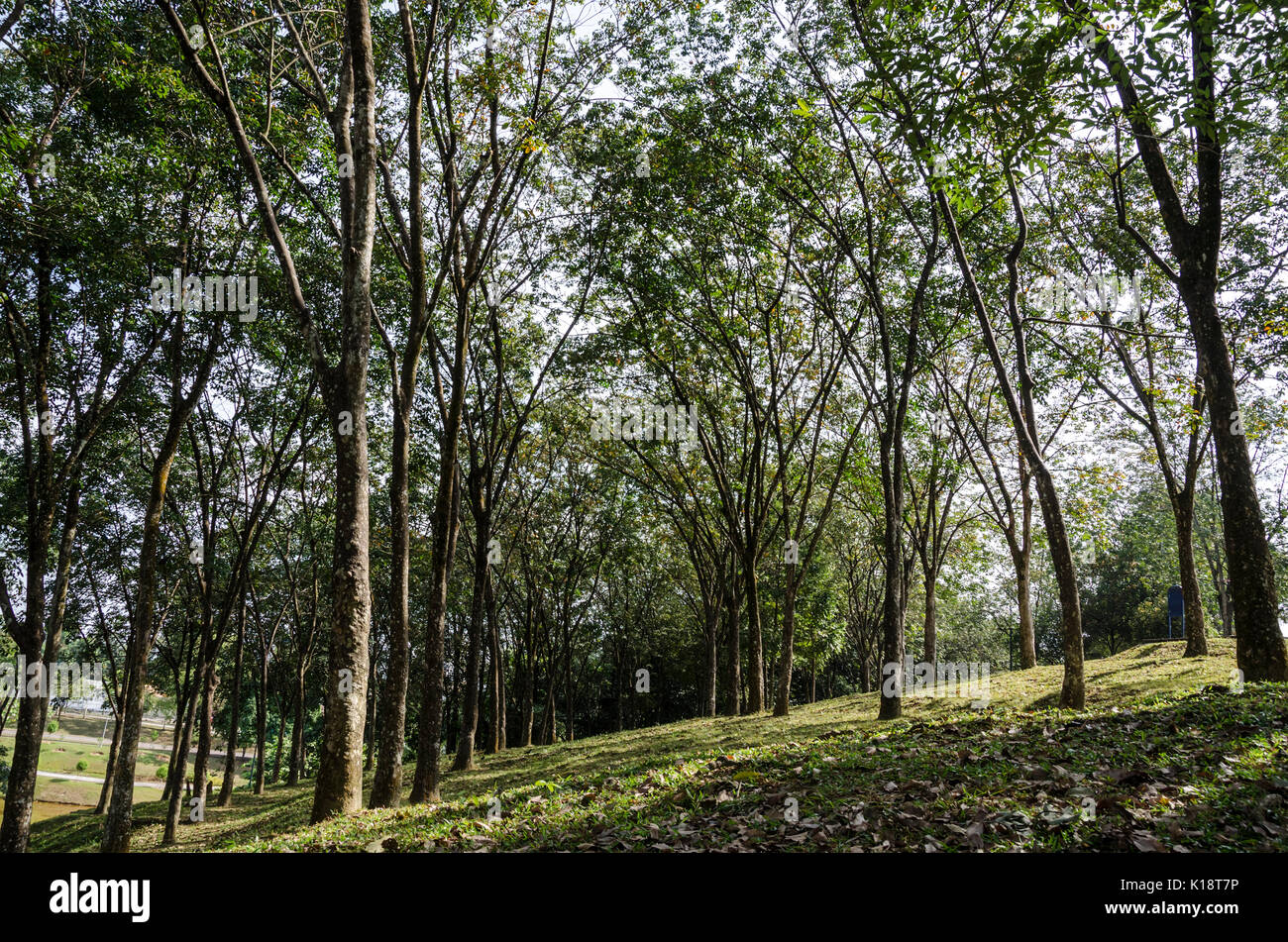 Trees aligned in tropical forrest - tree in a tropical rain forrest ...