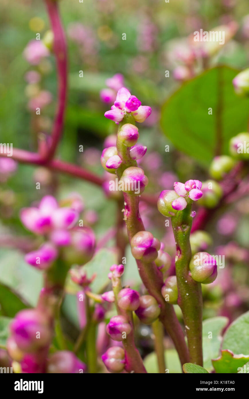 Malabar spinach (Basella alba 'Rubra' Stock Photo - Alamy