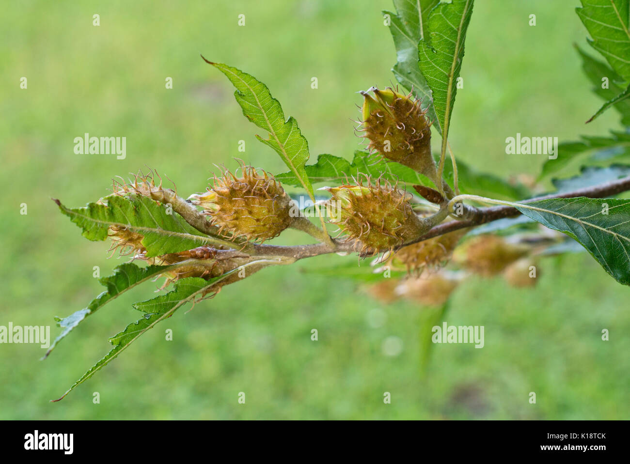 Cutleaf beech (Fagus sylvatica 'Laciniata' Stock Photo - Alamy