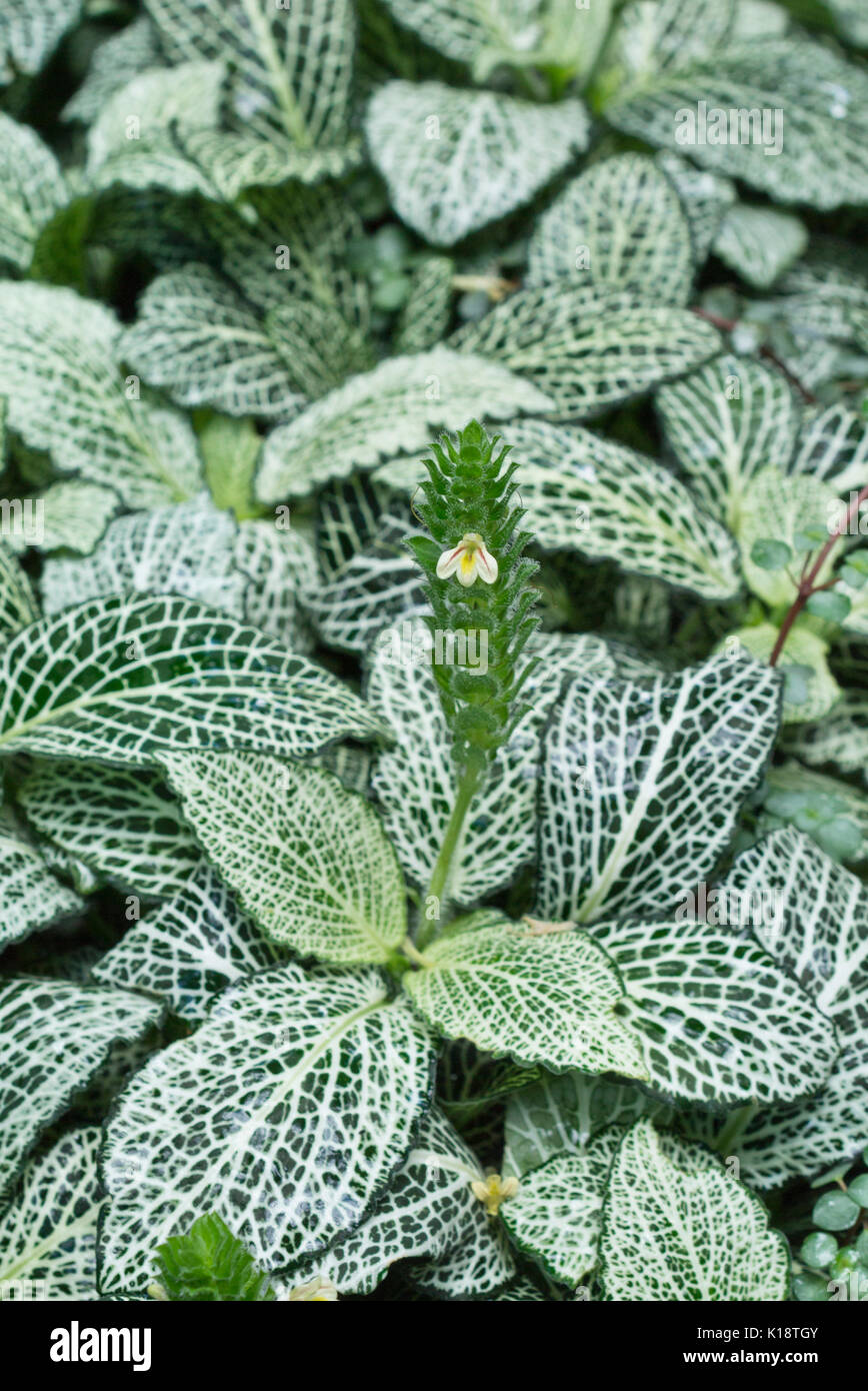 Fittonia albivenis hi-res stock photography and images - Alamy