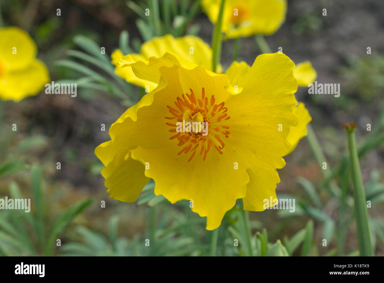 Mexican tulip poppy (Hunnemannia fumariifolia Stock Photo - Alamy