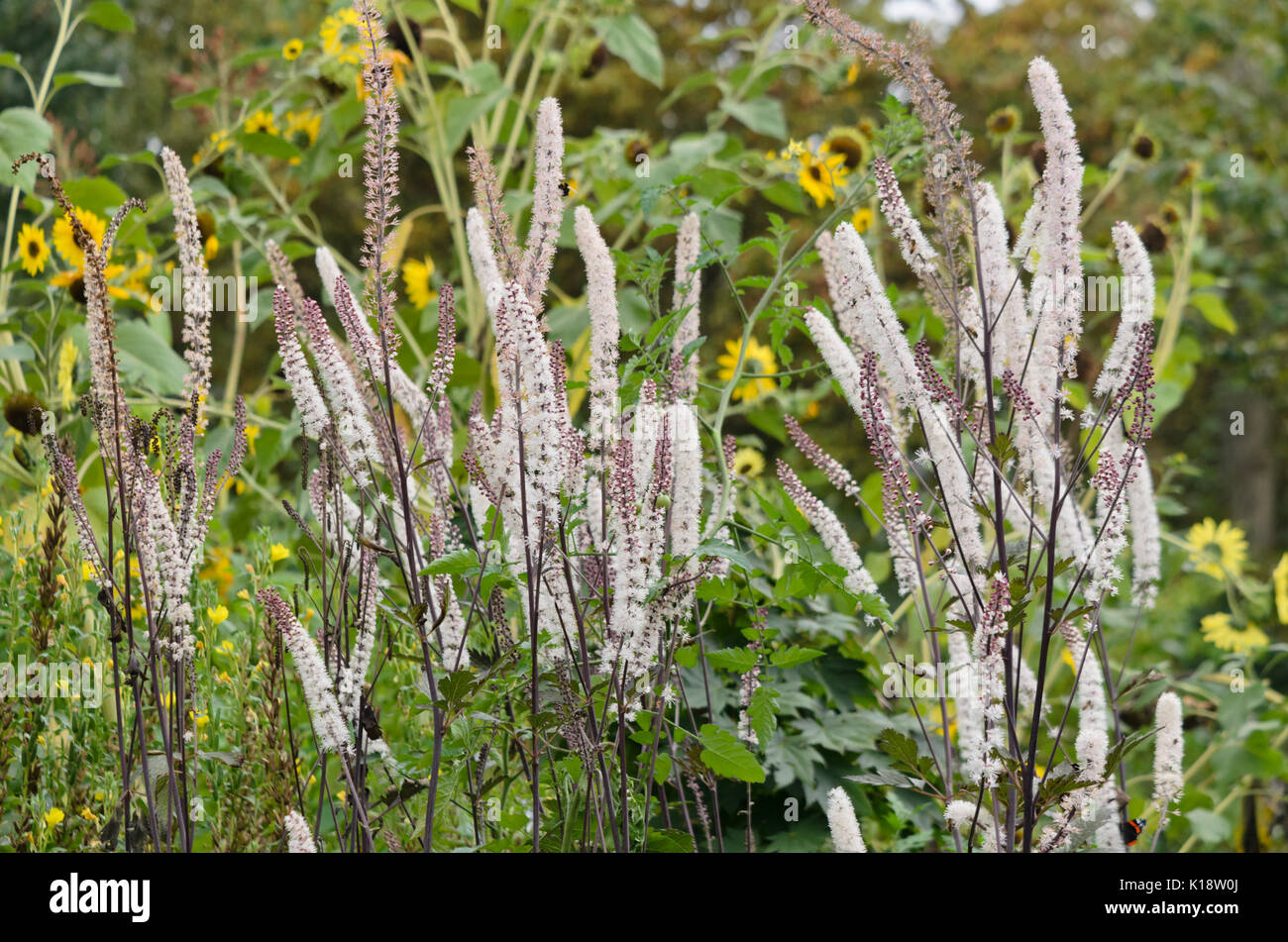 Bugbane hi-res stock photography and images - Alamy