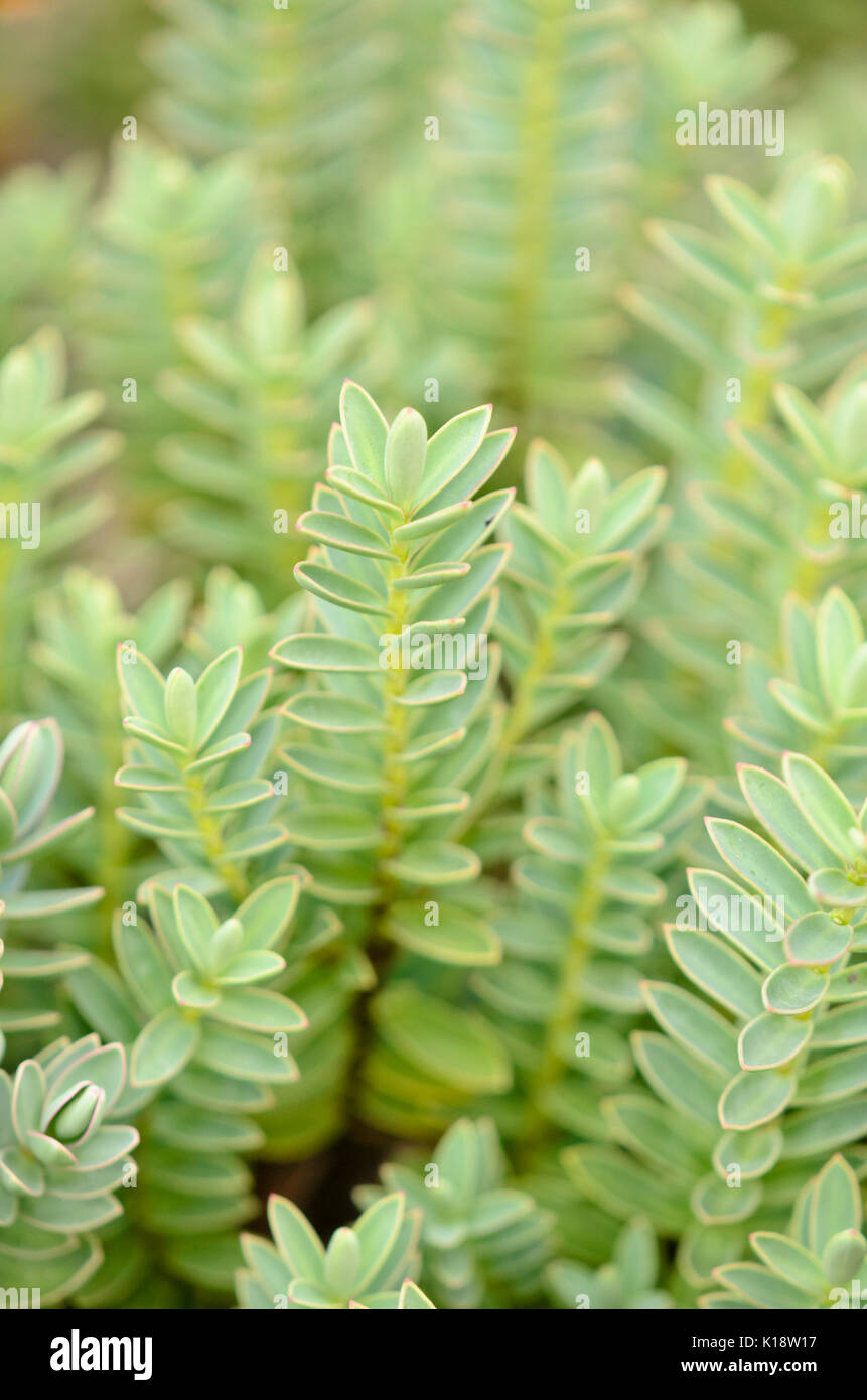 Shrubby veronica (Hebe albicans 'Red Edge' Stock Photo - Alamy