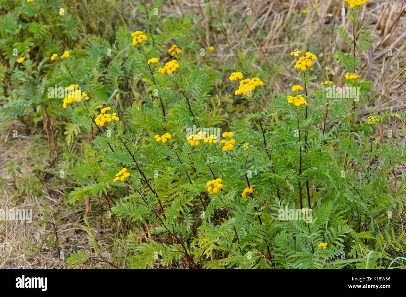 Common tansy (Tanacetum vulgare Stock Photo - Alamy