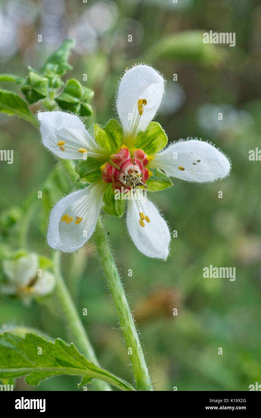 Loasa triphylla var. volcanica Stock Photo - Alamy