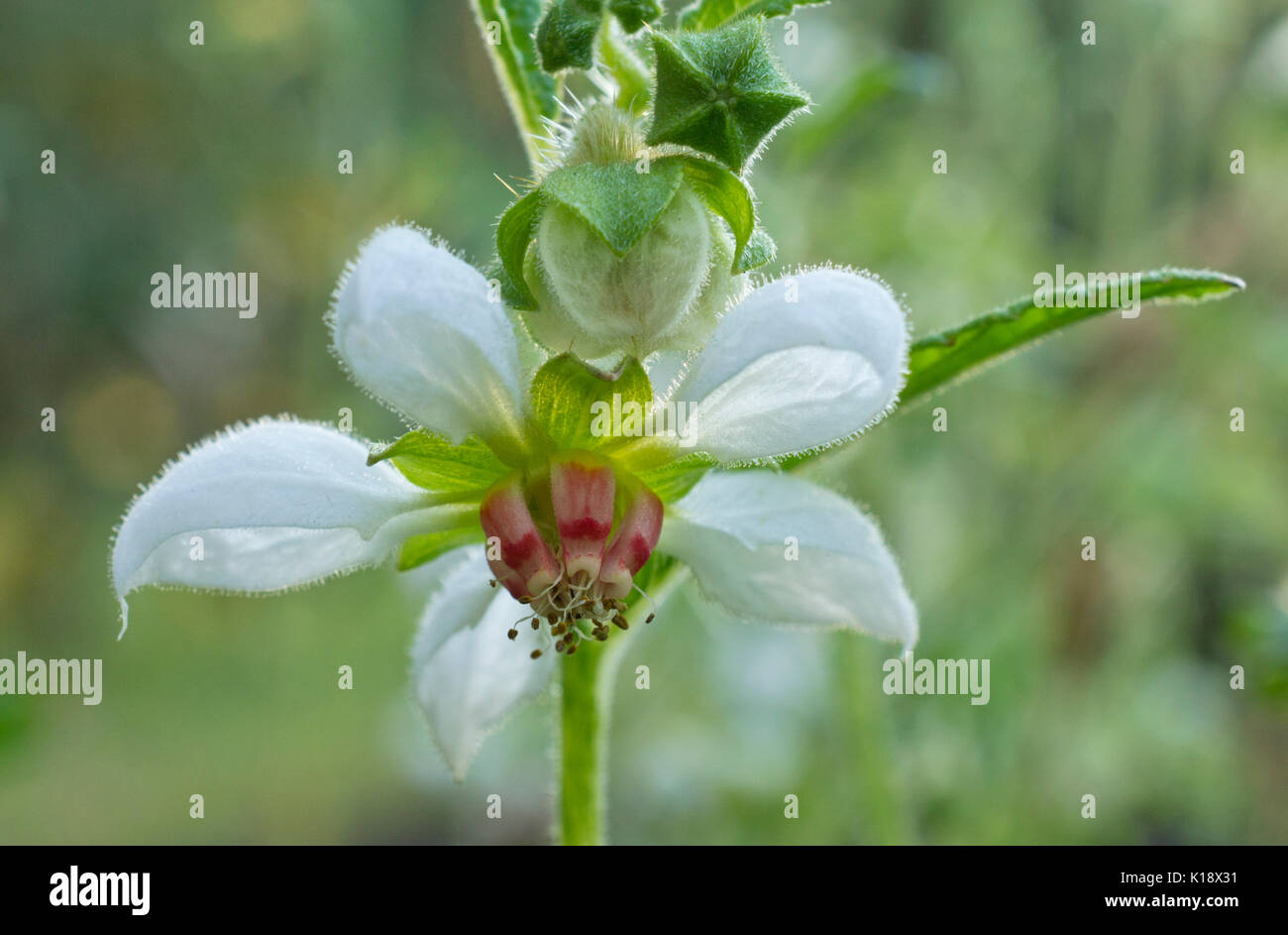 Loasa triphylla var. volcanica Stock Photo - Alamy