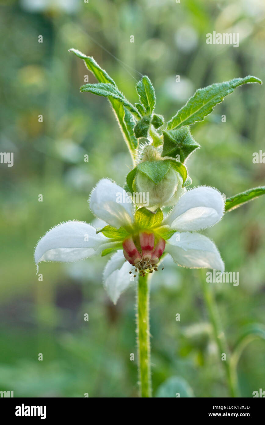 Loasa triphylla var. volcanica Stock Photo - Alamy