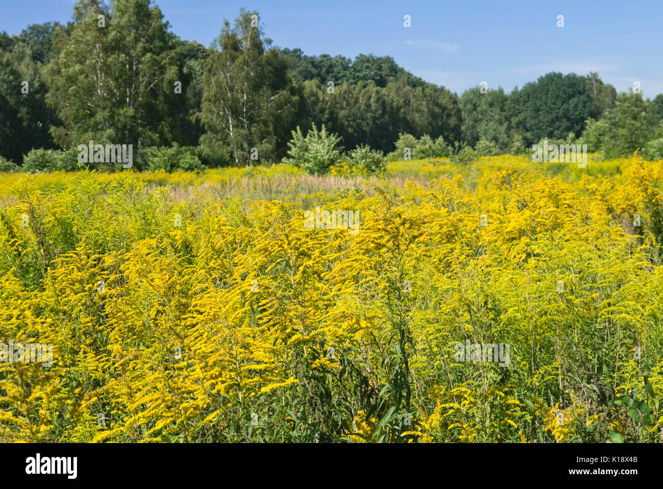 Goldenrod landscape hi-res stock photography and images - Alamy