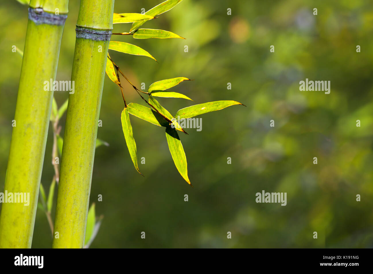 The beautiful bamboo branch in bamboo forest with beautiful green ...