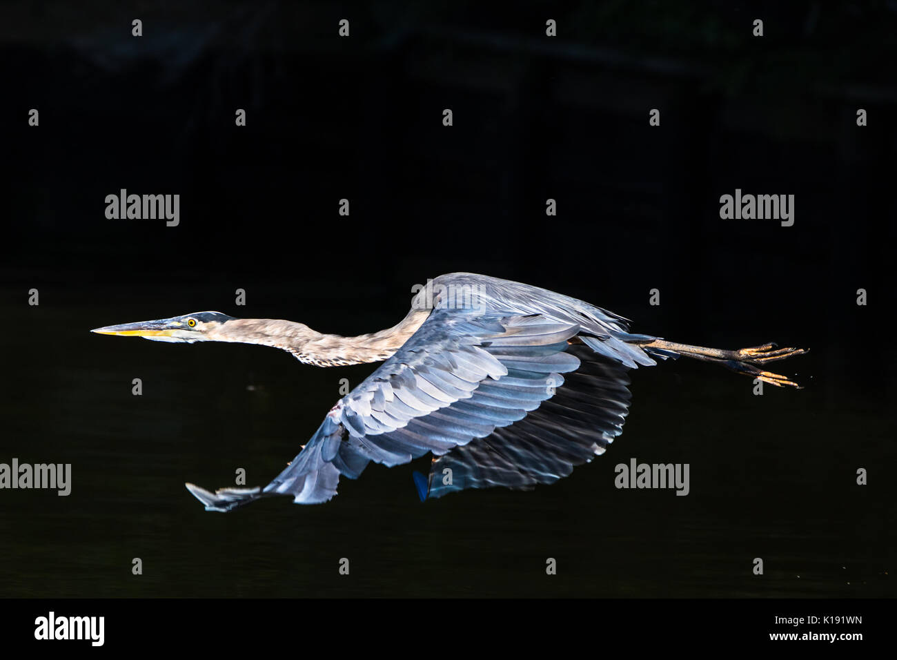 Horizontal photo of a great blue heron taking off against a black ...