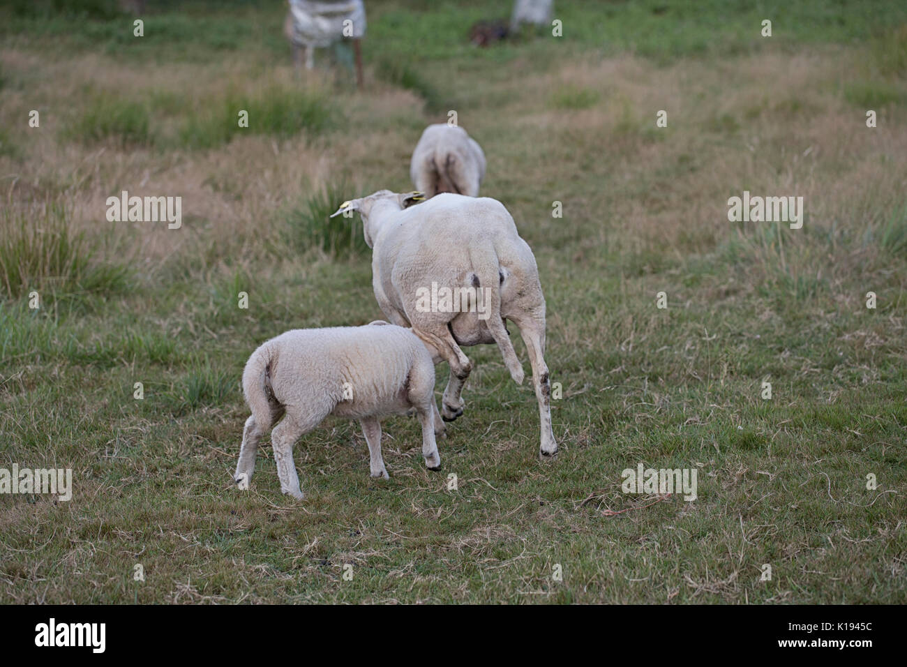 Nursing sheep hi-res stock photography and images - Alamy