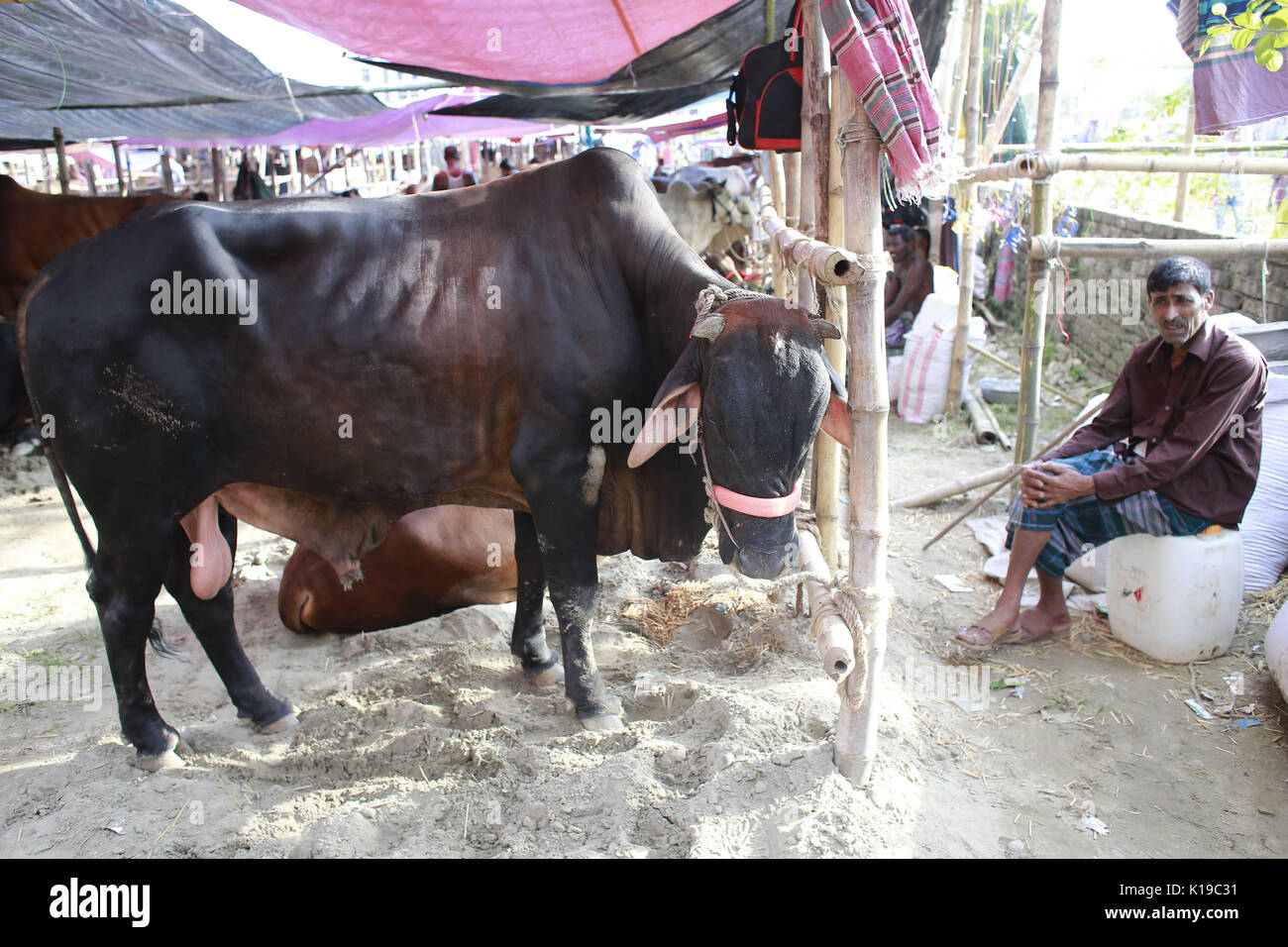 Dhaka, Bangladesh. 26th Aug, 2017. Bangladeshi traders wait for the customer at a cattle market ...