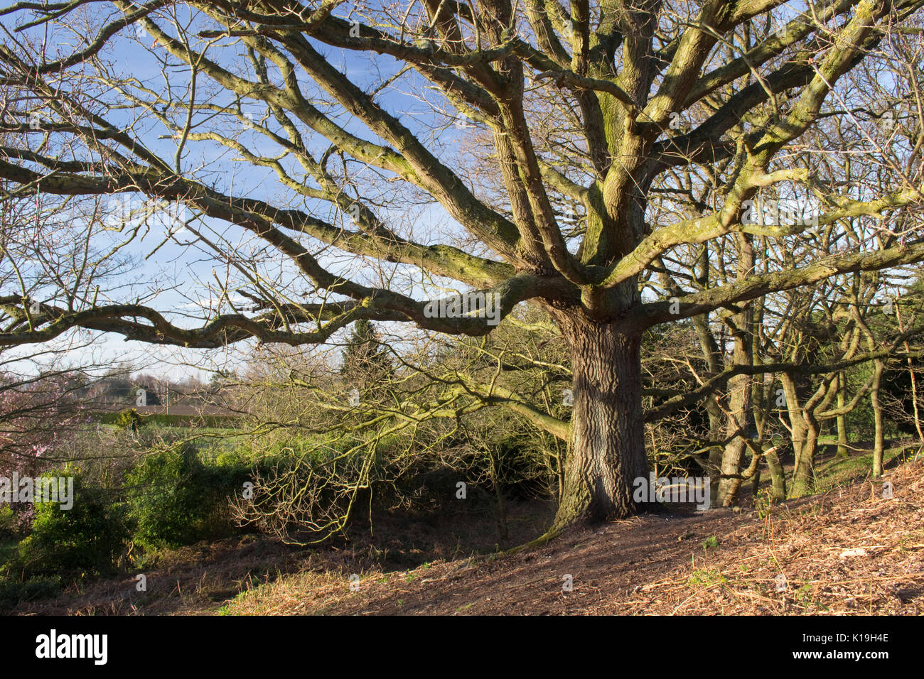 Trunk and branches of an old oak tree Stock Photo - Alamy