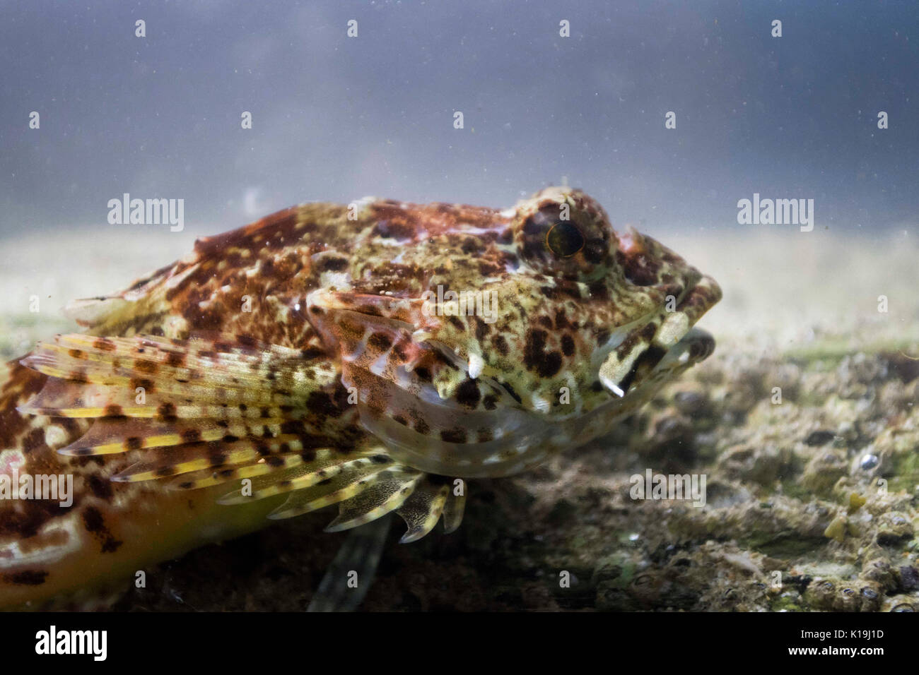 Granny fish hi-res stock photography and images - Alamy