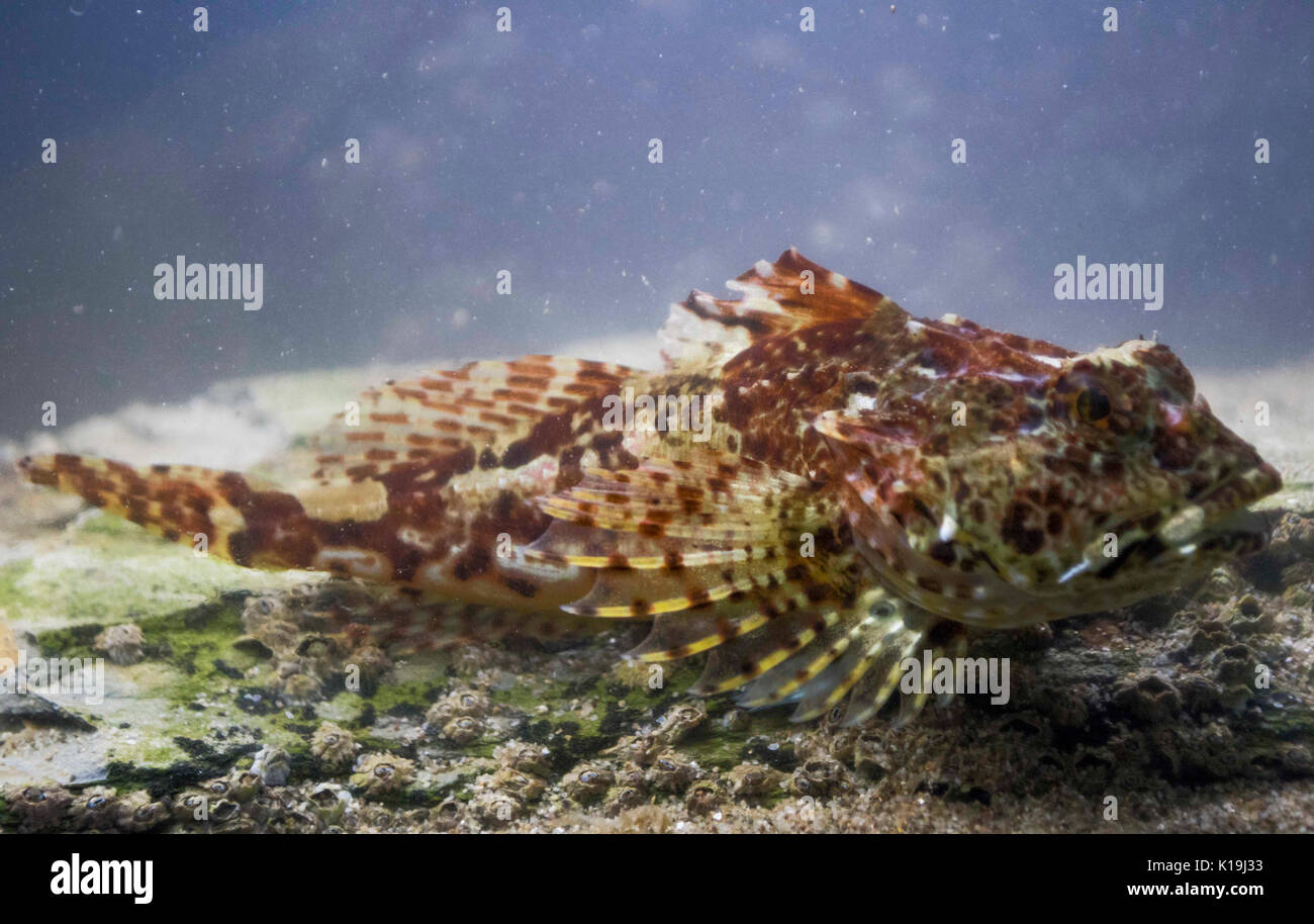 Sea scorpion taurulus bubalis hi-res stock photography and images - Alamy