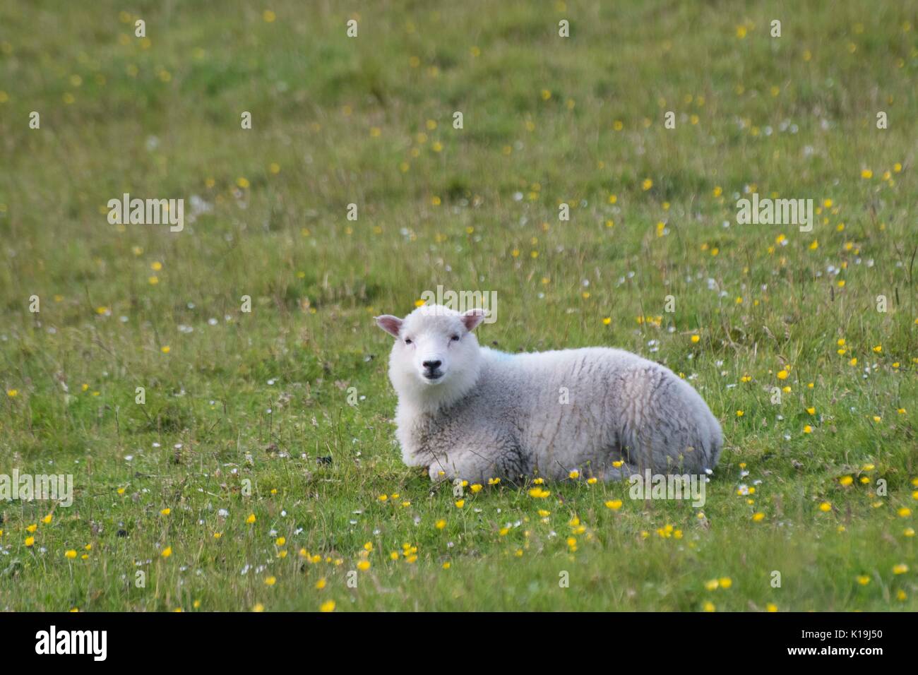 Sheep on field Stock Photo - Alamy