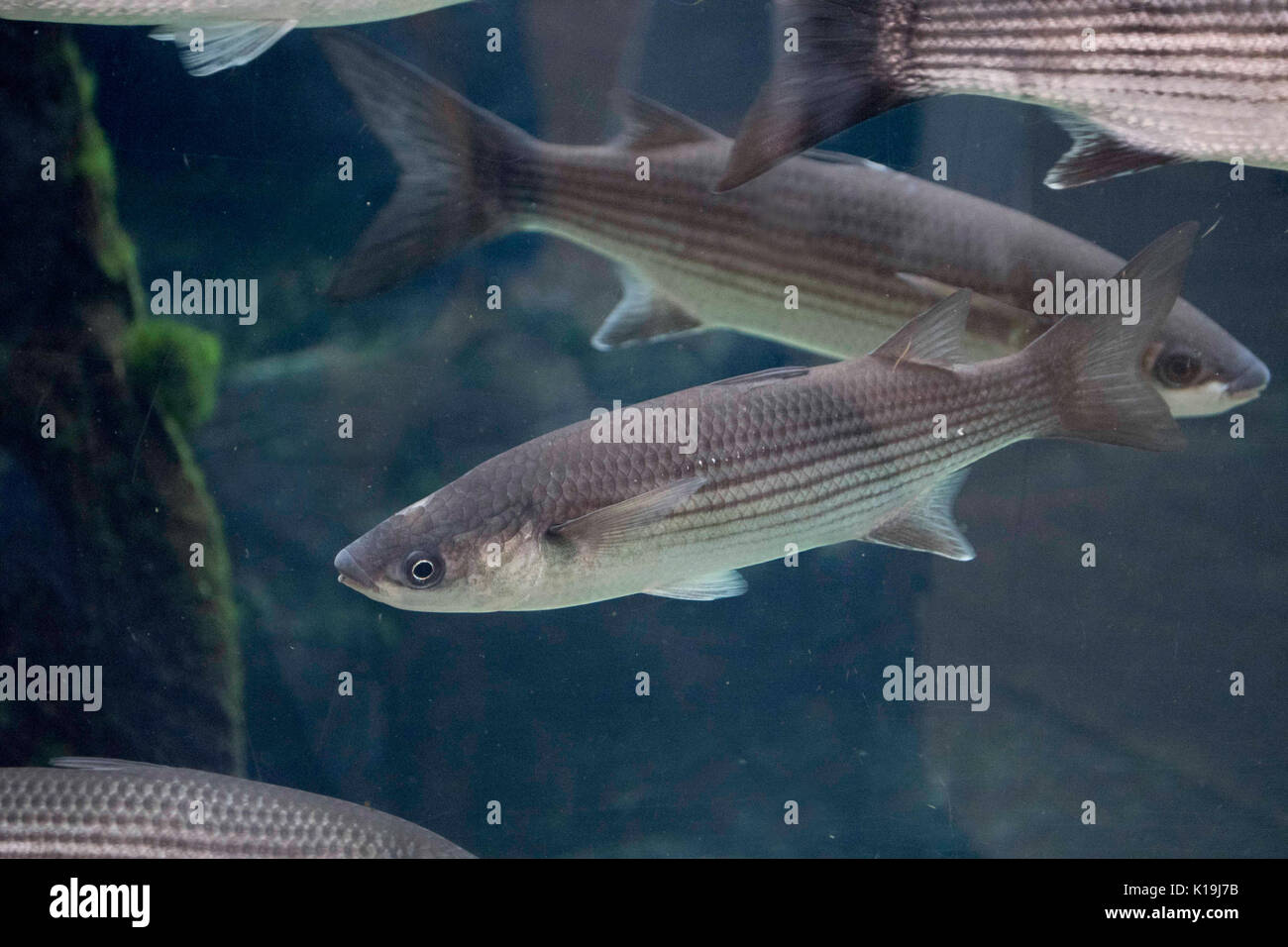 Thick Lipped Mullet (Chelon labrosus) , Adult, Shoal ,Bristol Aquarium ...