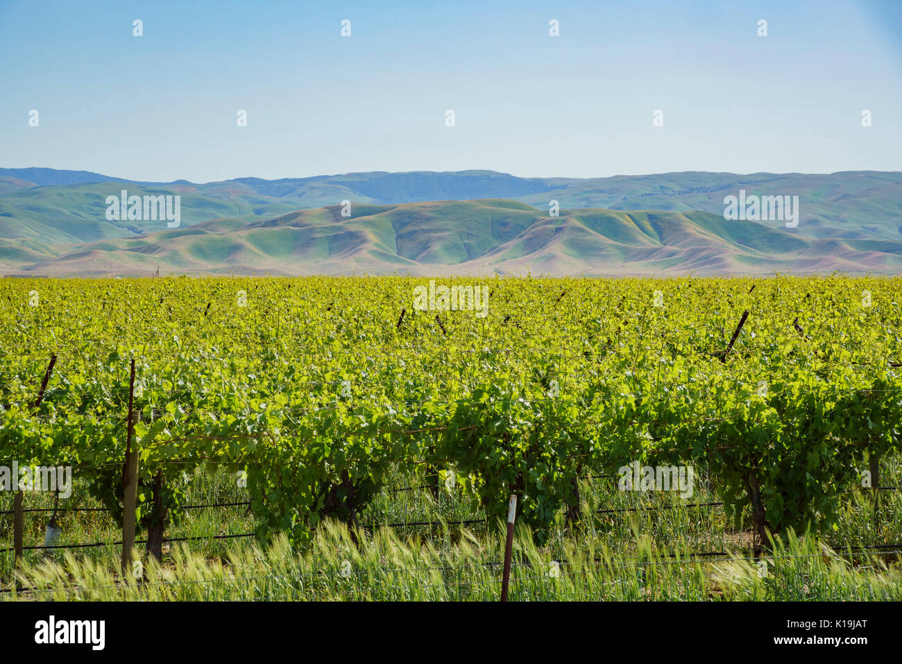 Spring mountain vineyard hi-res stock photography and images - Alamy