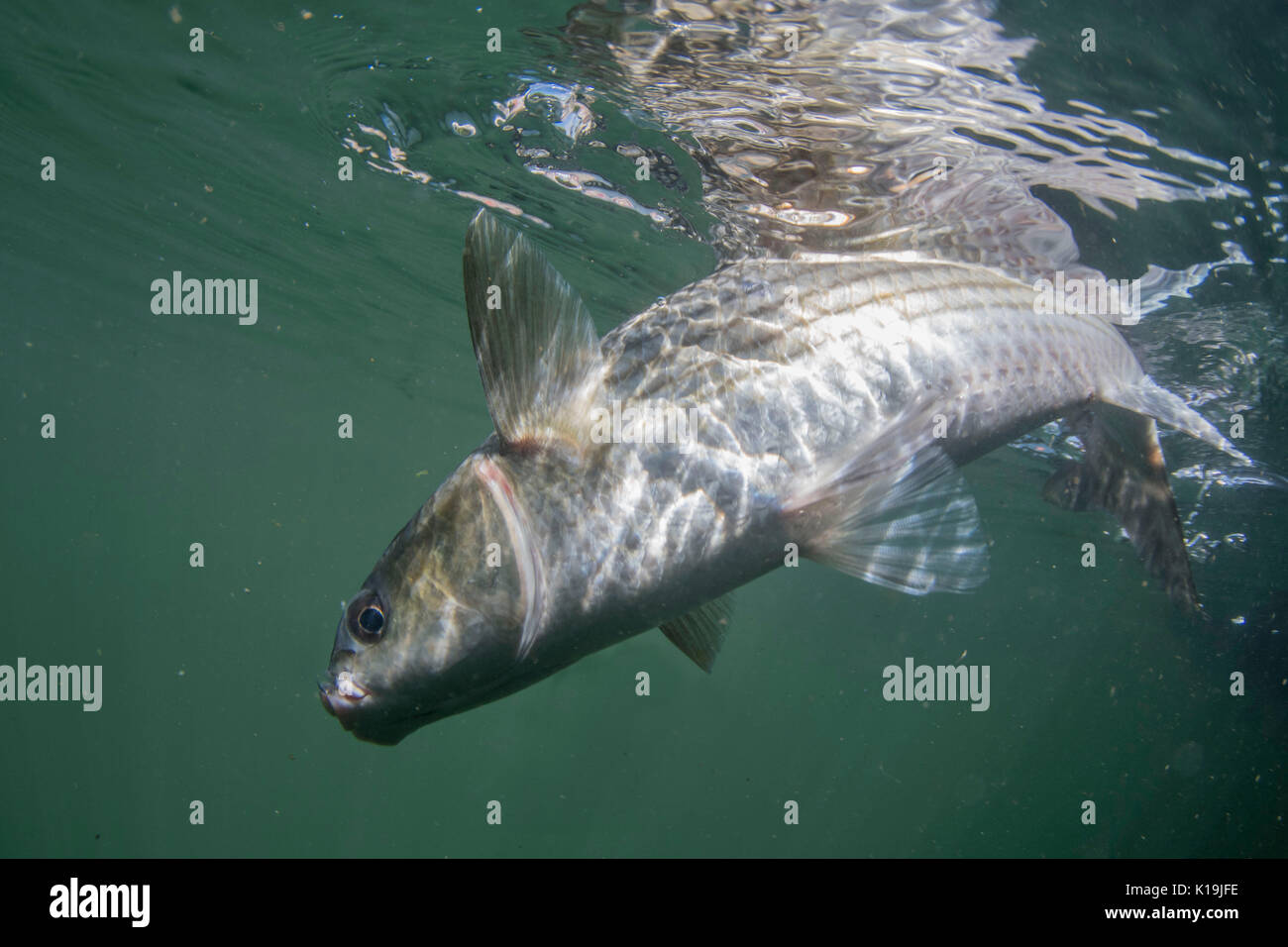 Thick Lipped Mullet (Chelon labrosus) , Adult, Swimming near surface ...