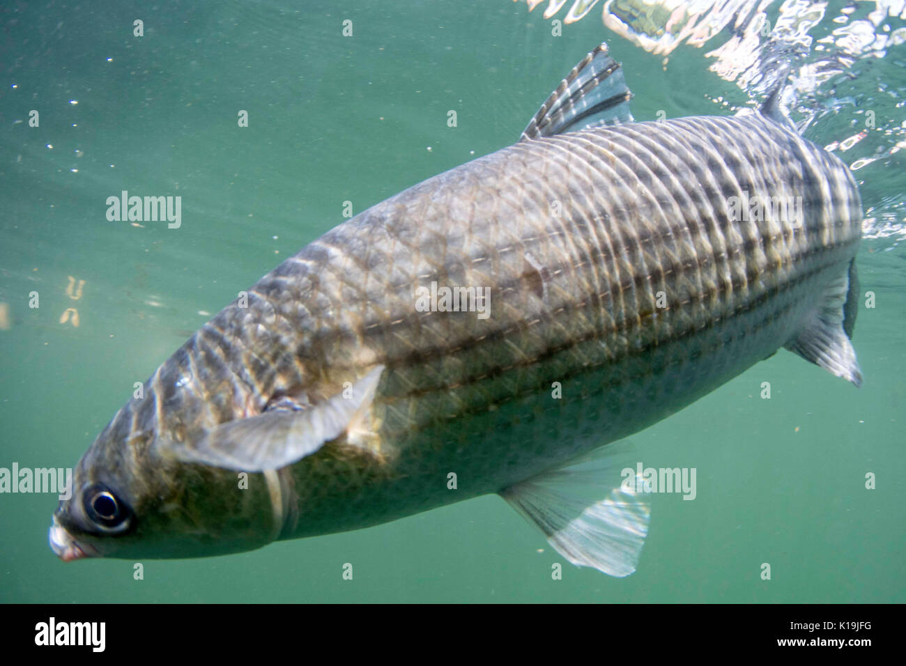 Thick Lipped Mullet (Chelon labrosus) , Adult, Swimming near surface ...