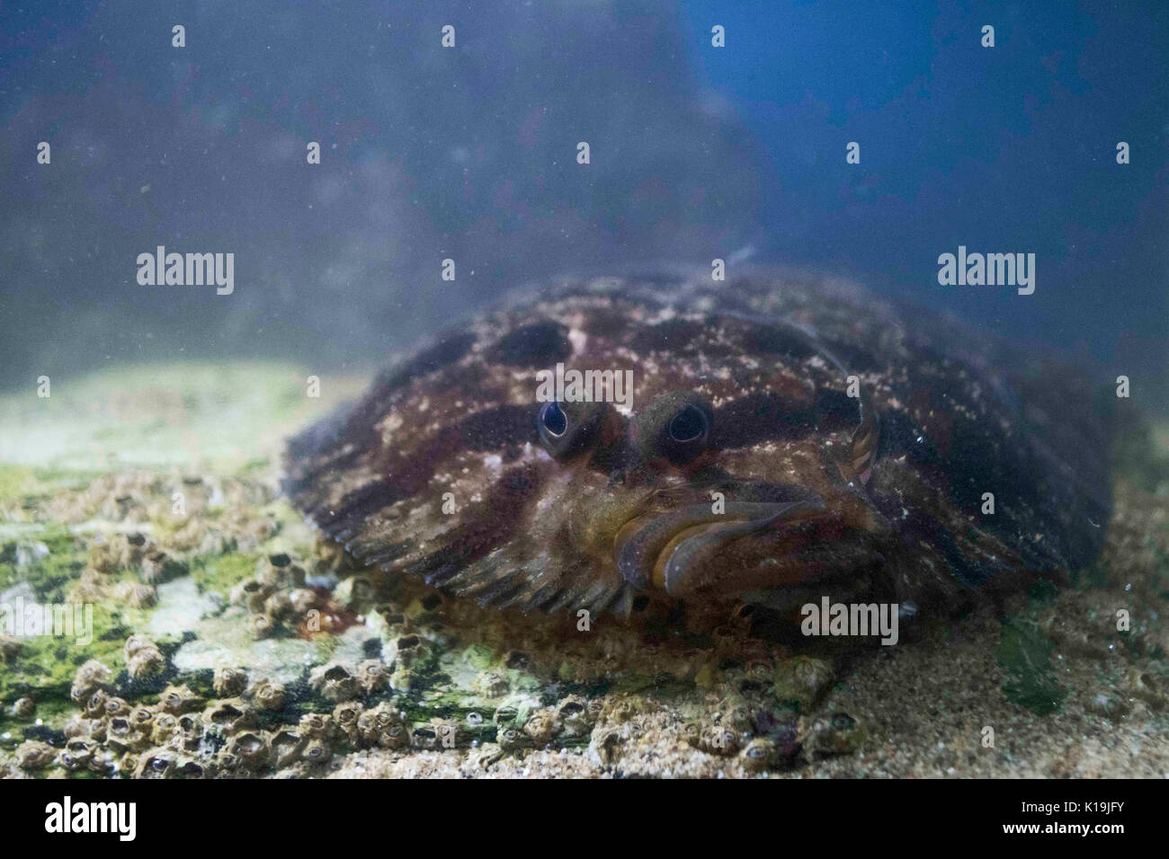 Topknot (Zeugopterus punctatus) , Adult, camoflaged on the rocks ,Fowey ...