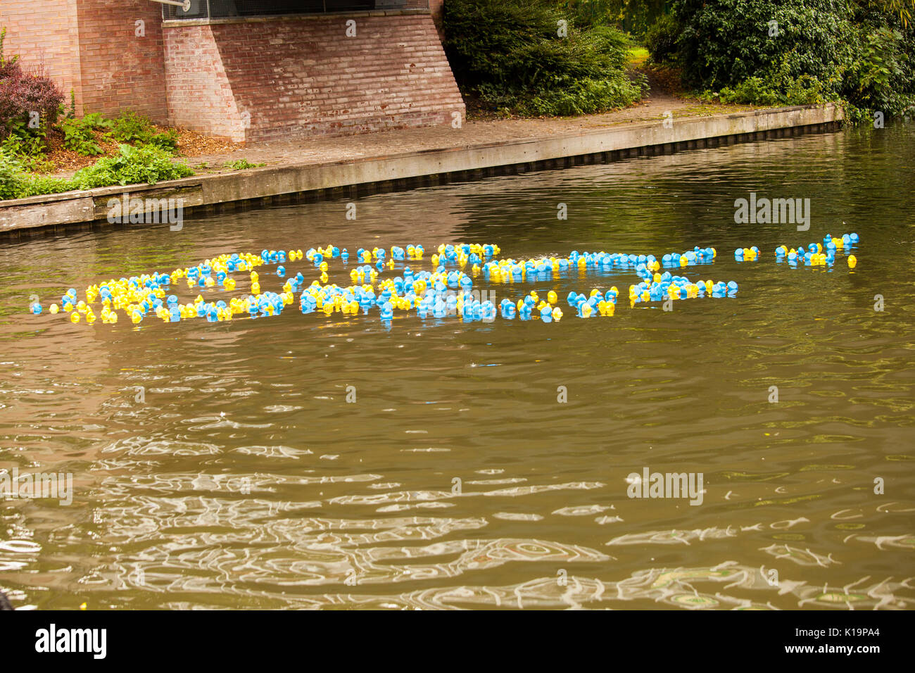 Newbury waterways festival duck race Stock Photo - Alamy