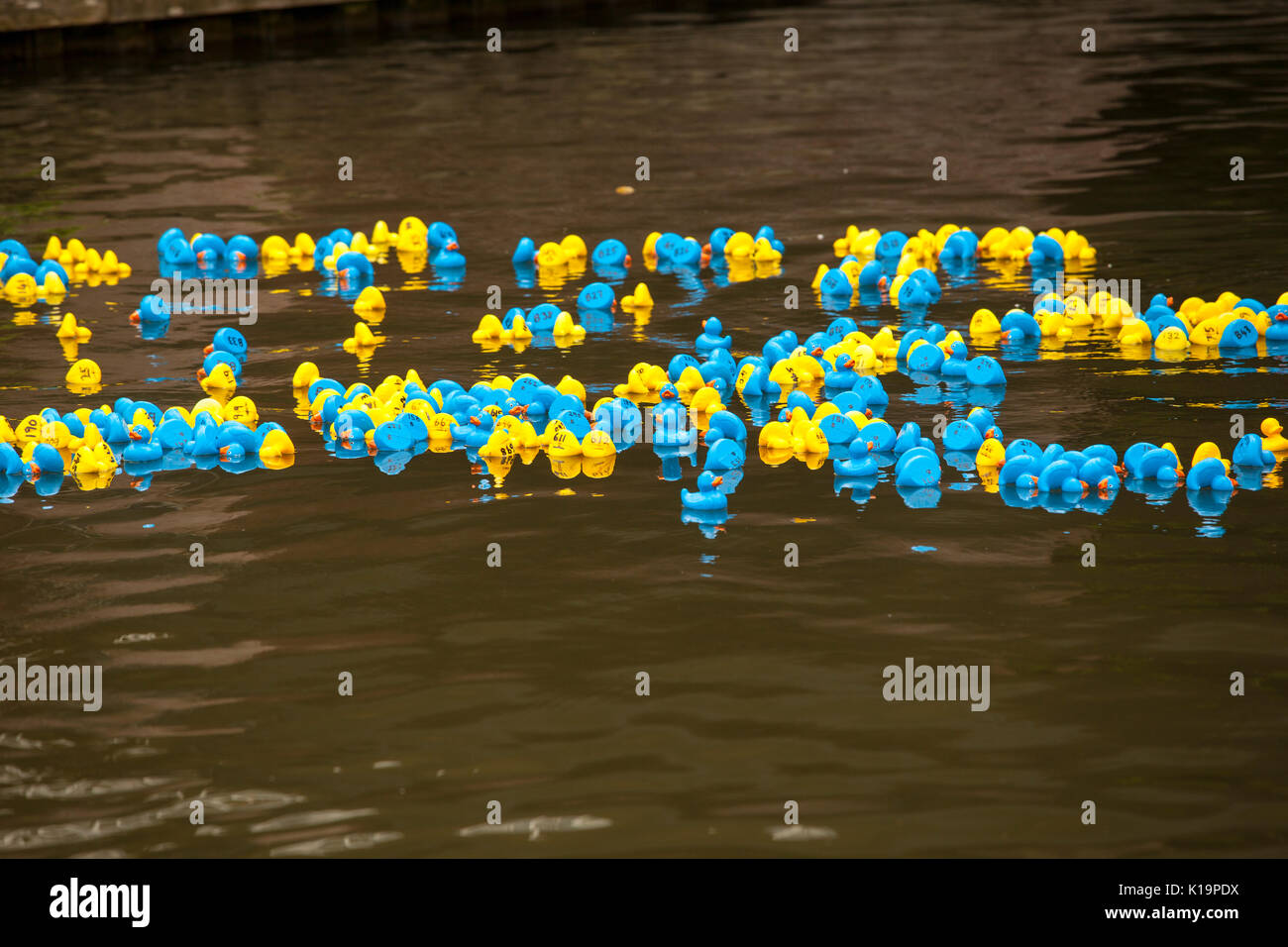 Newbury waterways festival duck race Stock Photo - Alamy