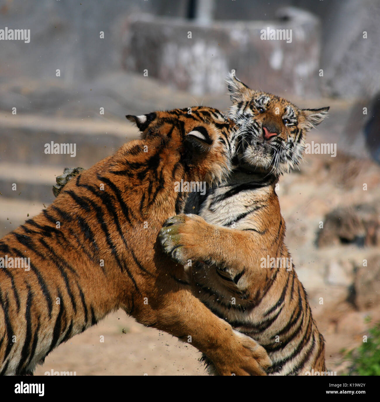 Two tigers by the lake hi-res stock photography and images - Alamy
