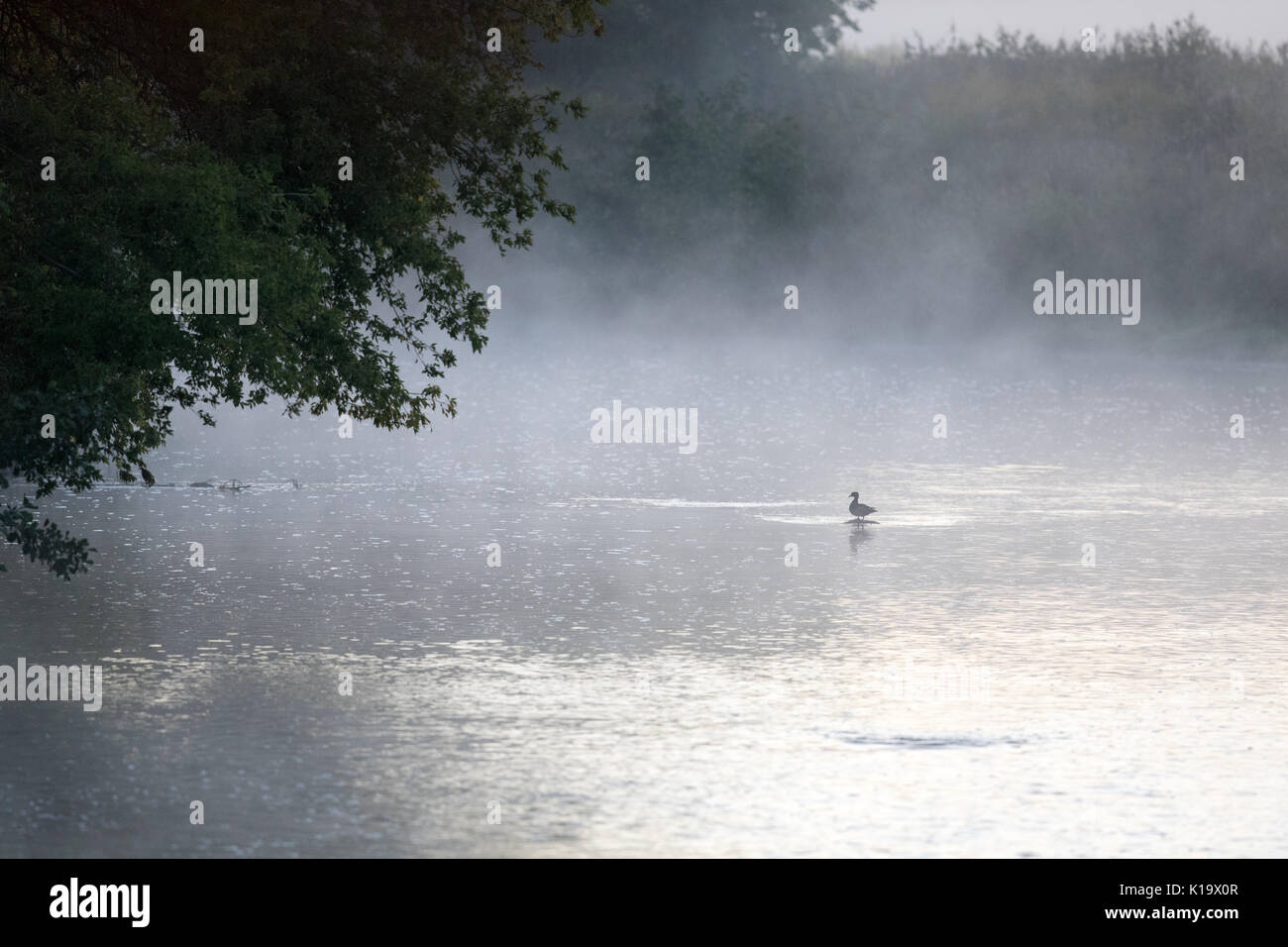 Early Mourning Fog Stock Photo - Alamy