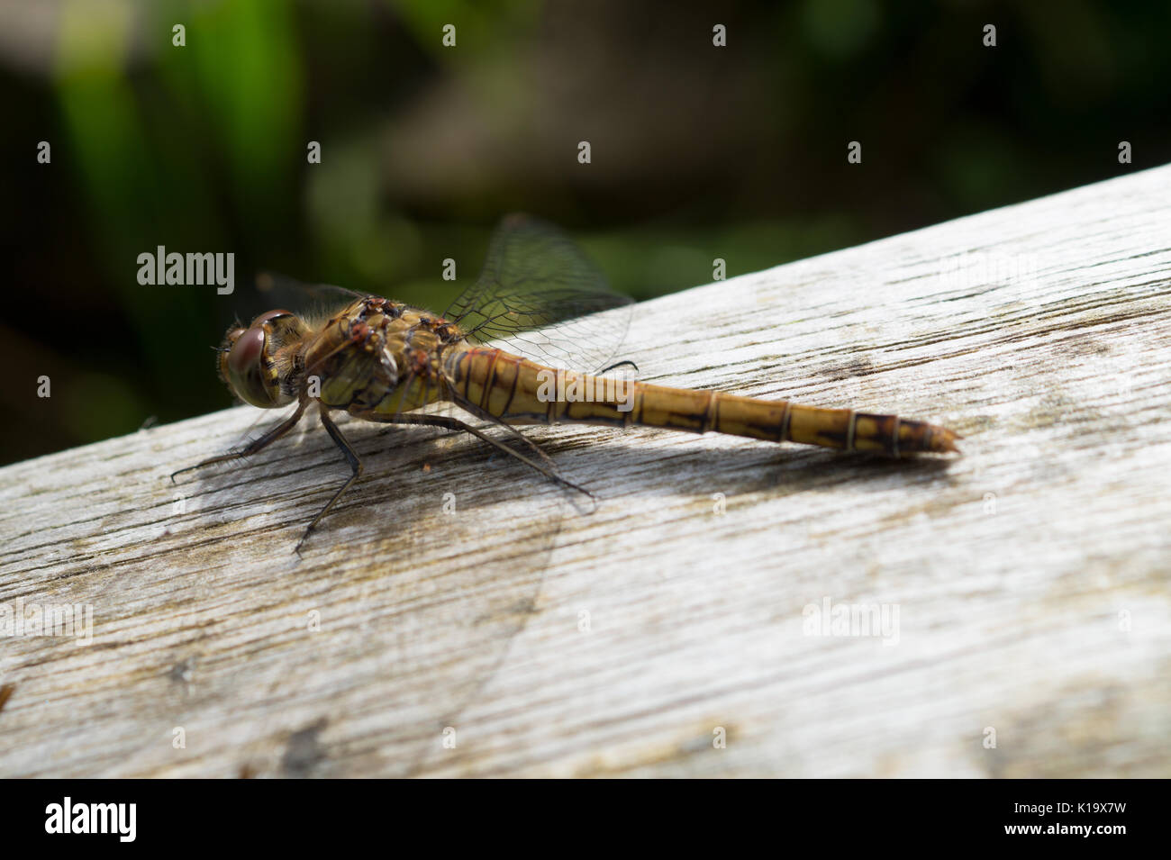 English insect life hi-res stock photography and images - Alamy