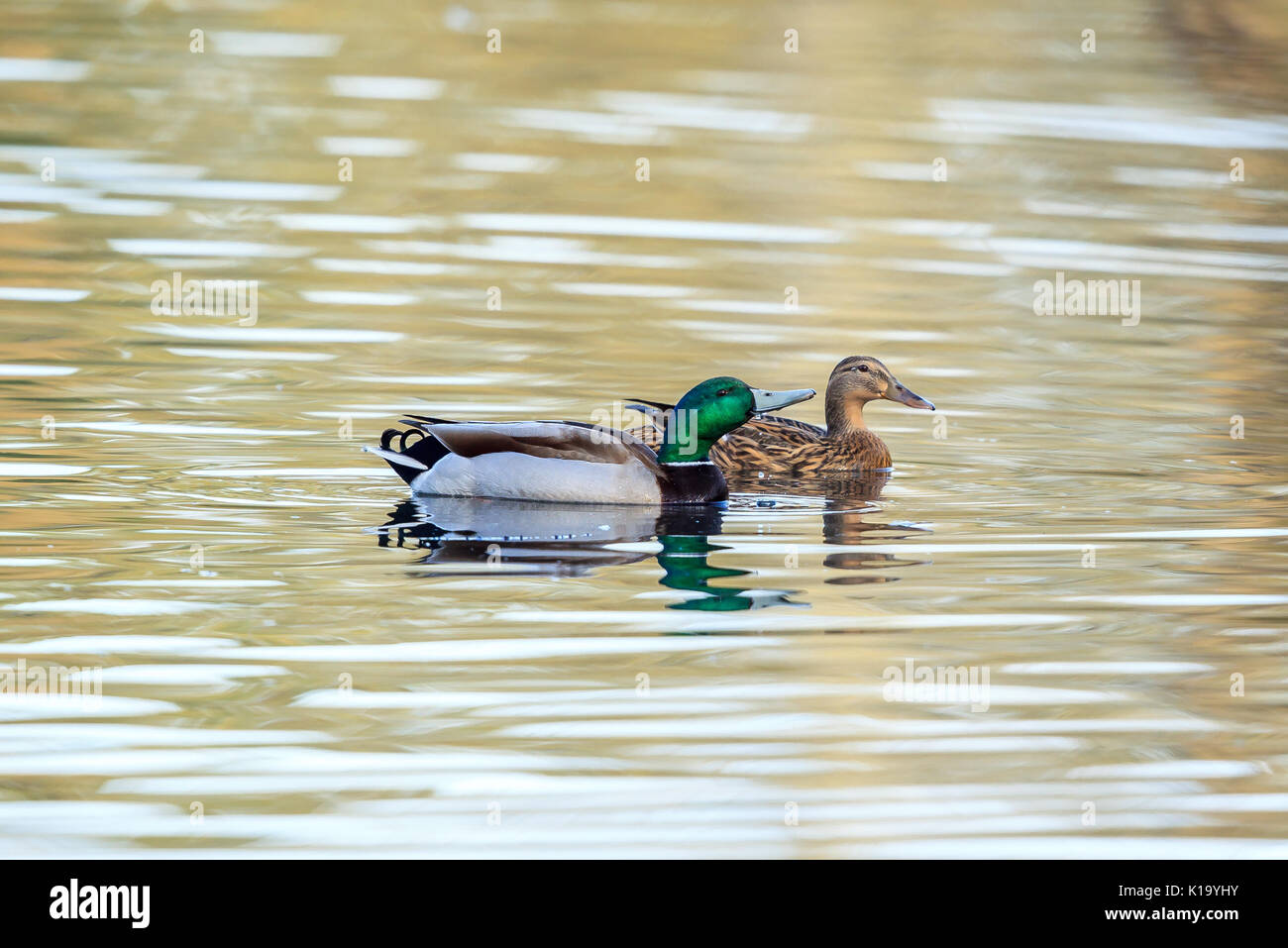 Mallard duck pair Stock Photo - Alamy