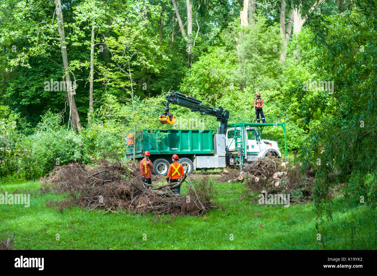 Three workers load a truck with sections of a large tree which fell ...
