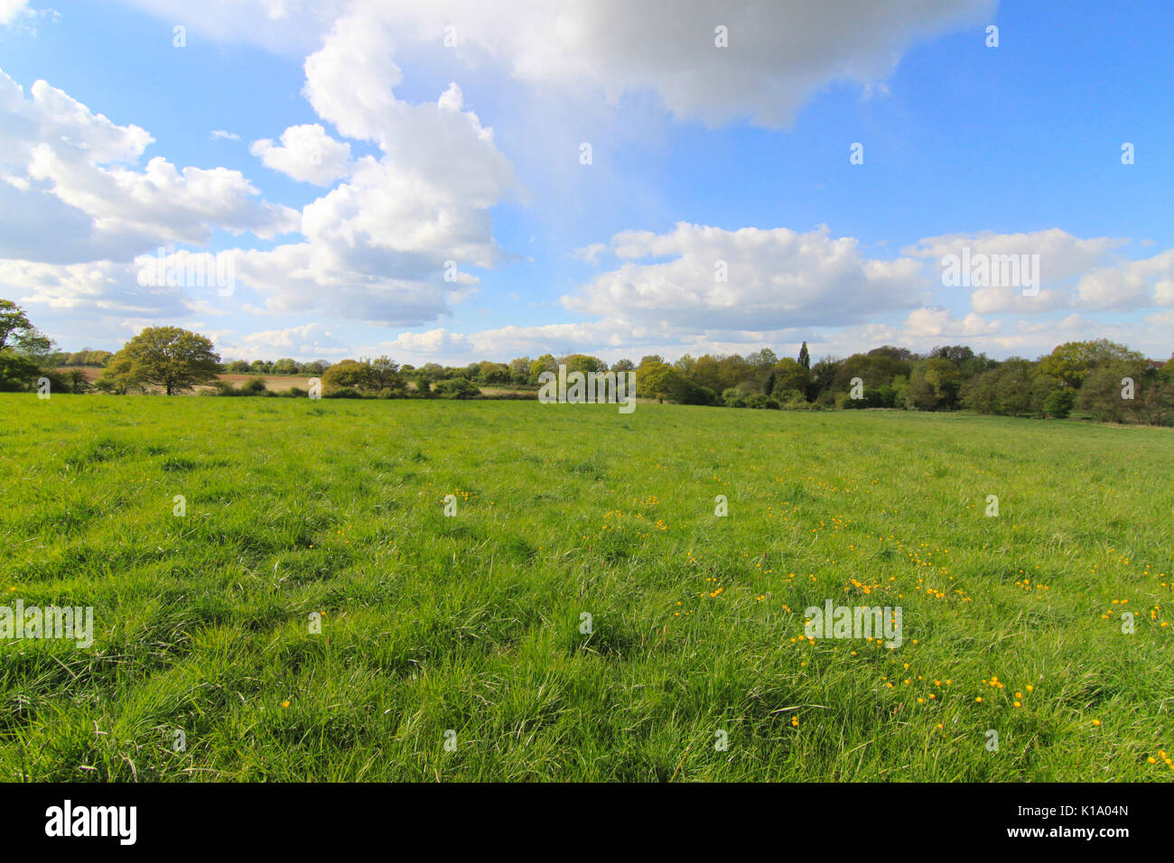 UK green field with lovey summer sky, England Stock Photo - Alamy