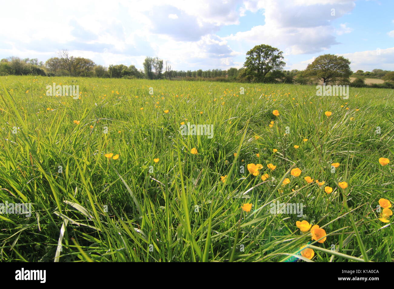 Butter cup flowers field in summer of England UK Stock Photo - Alamy