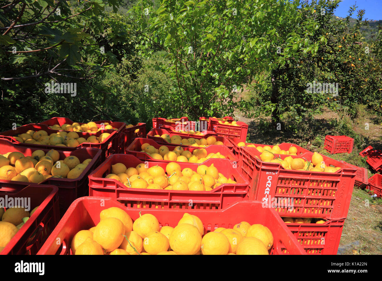 Sicily, orange trees and boxes of picked oranges, harvest time Stock ...