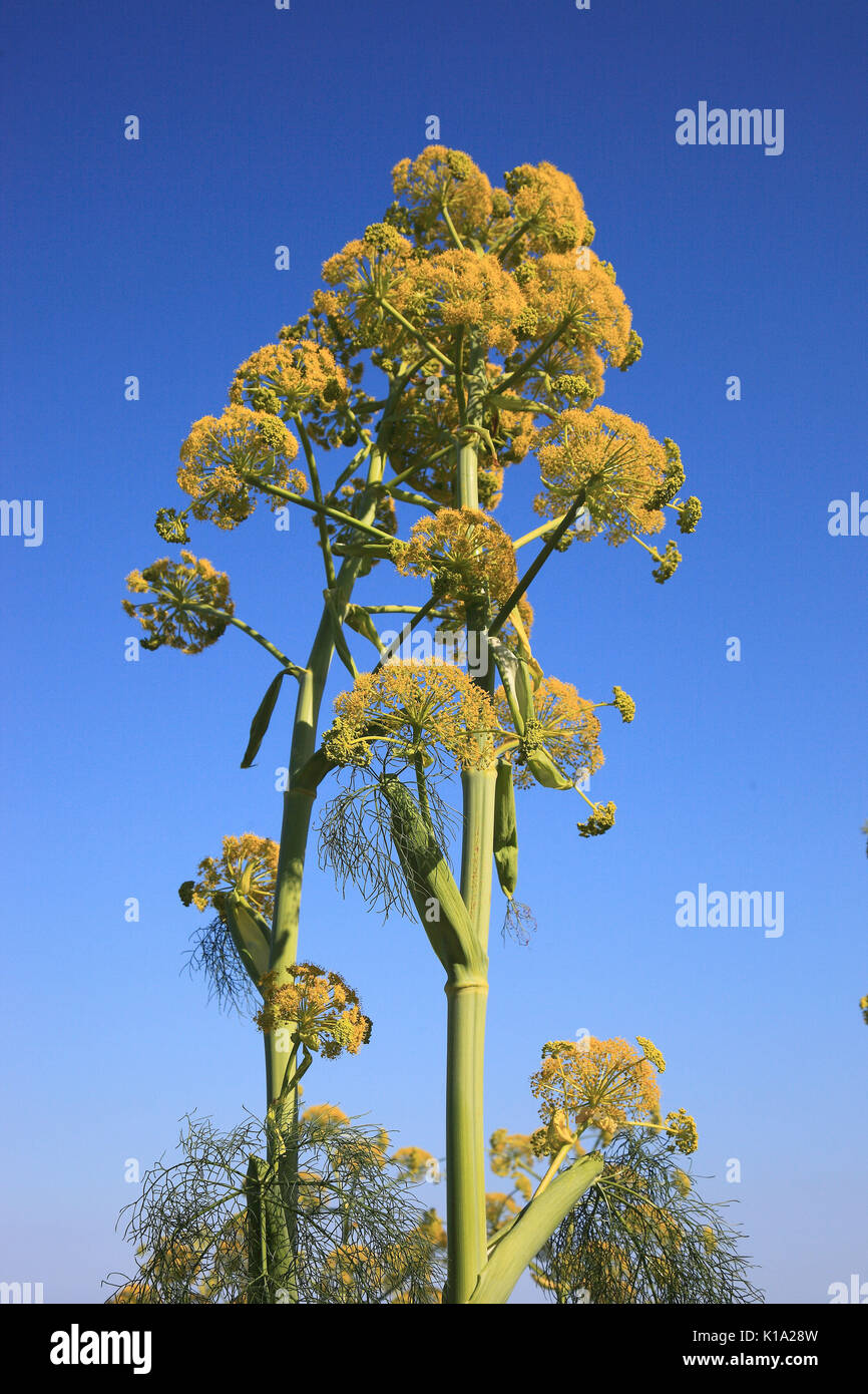 Ferula communis, blooming giant fennel Stock Photo - Alamy