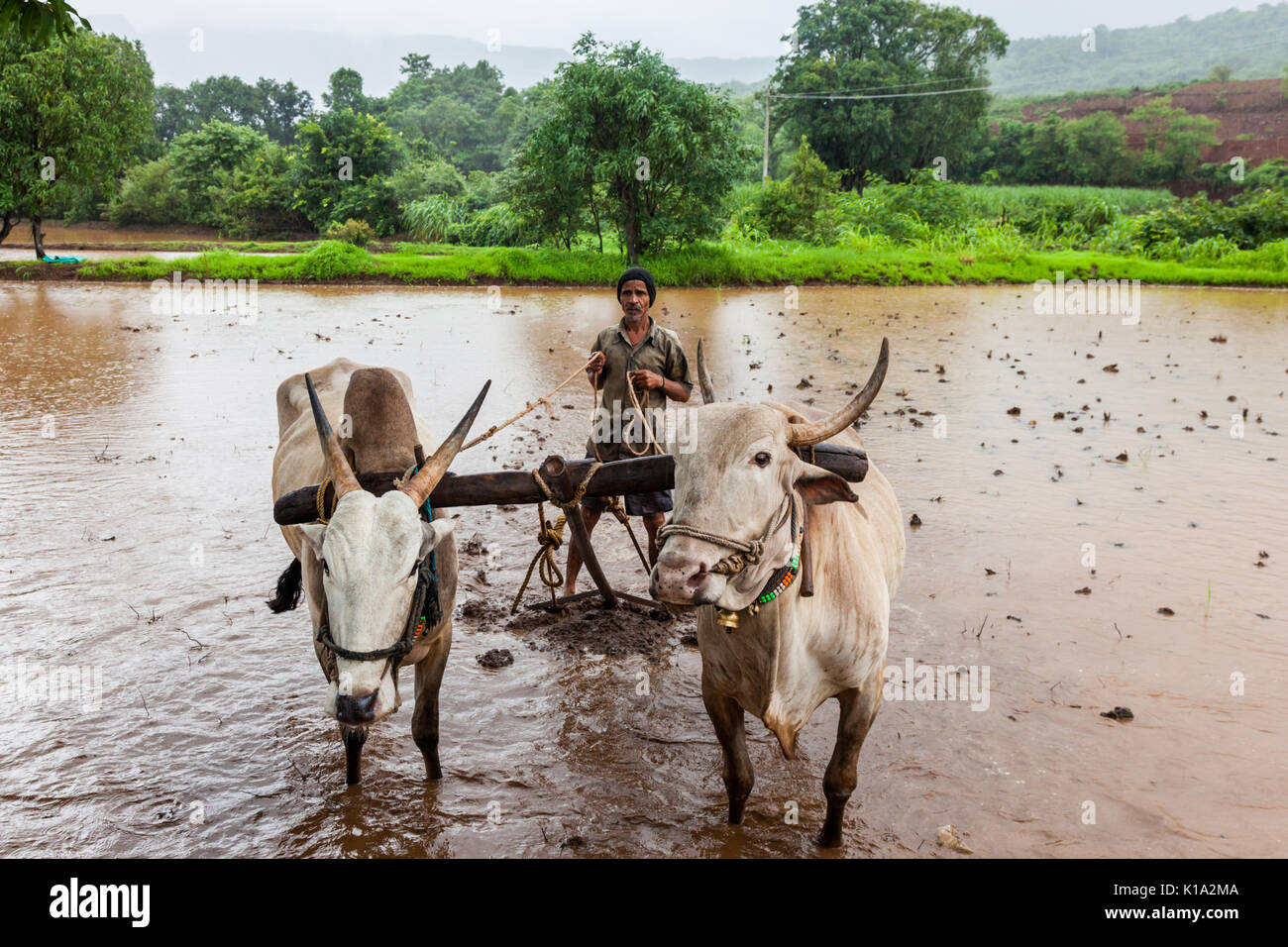 Working Bulls High Resolution Stock Photography and Images - Alamy
