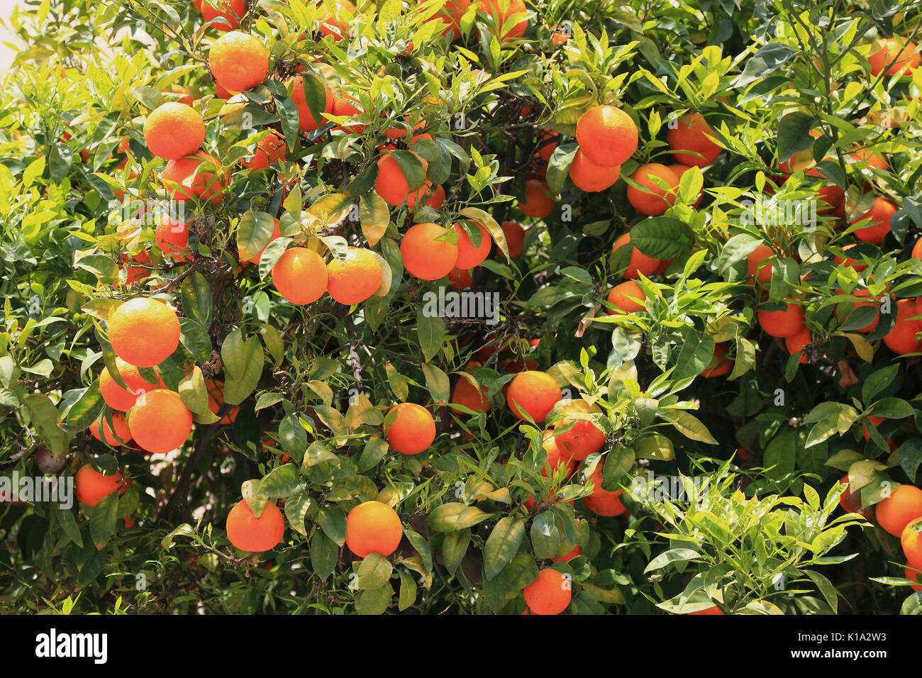 Orange tree tropical fruits hi-res stock photography and images - Alamy