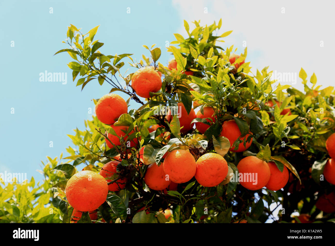 Orange tree tropical fruits hi-res stock photography and images - Alamy