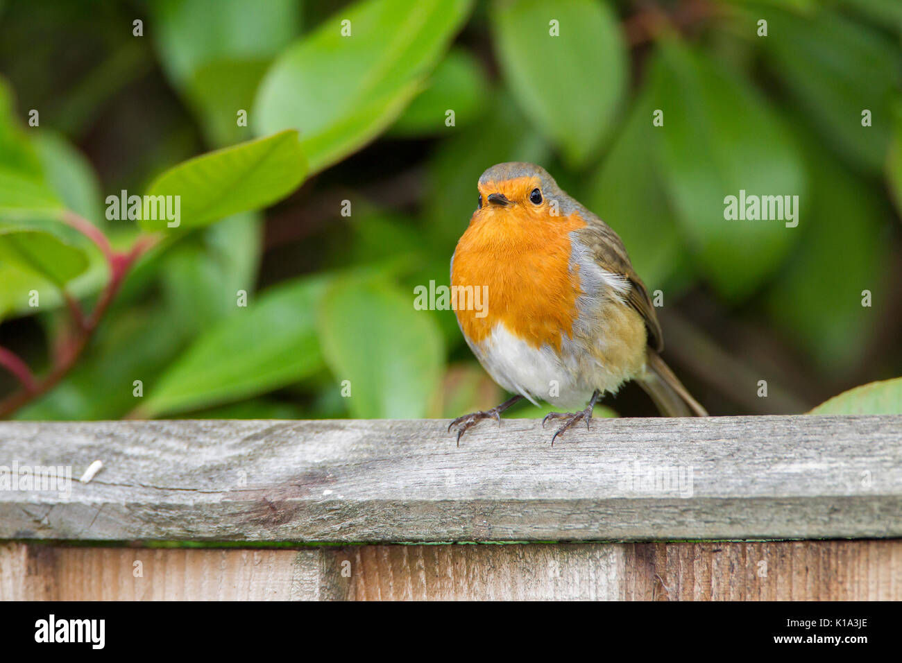 Turdidae bird hi-res stock photography and images - Alamy