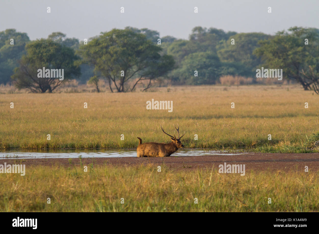 The sambar (Rusa unicolor) crossing in wetland at Bharatpur bird ...