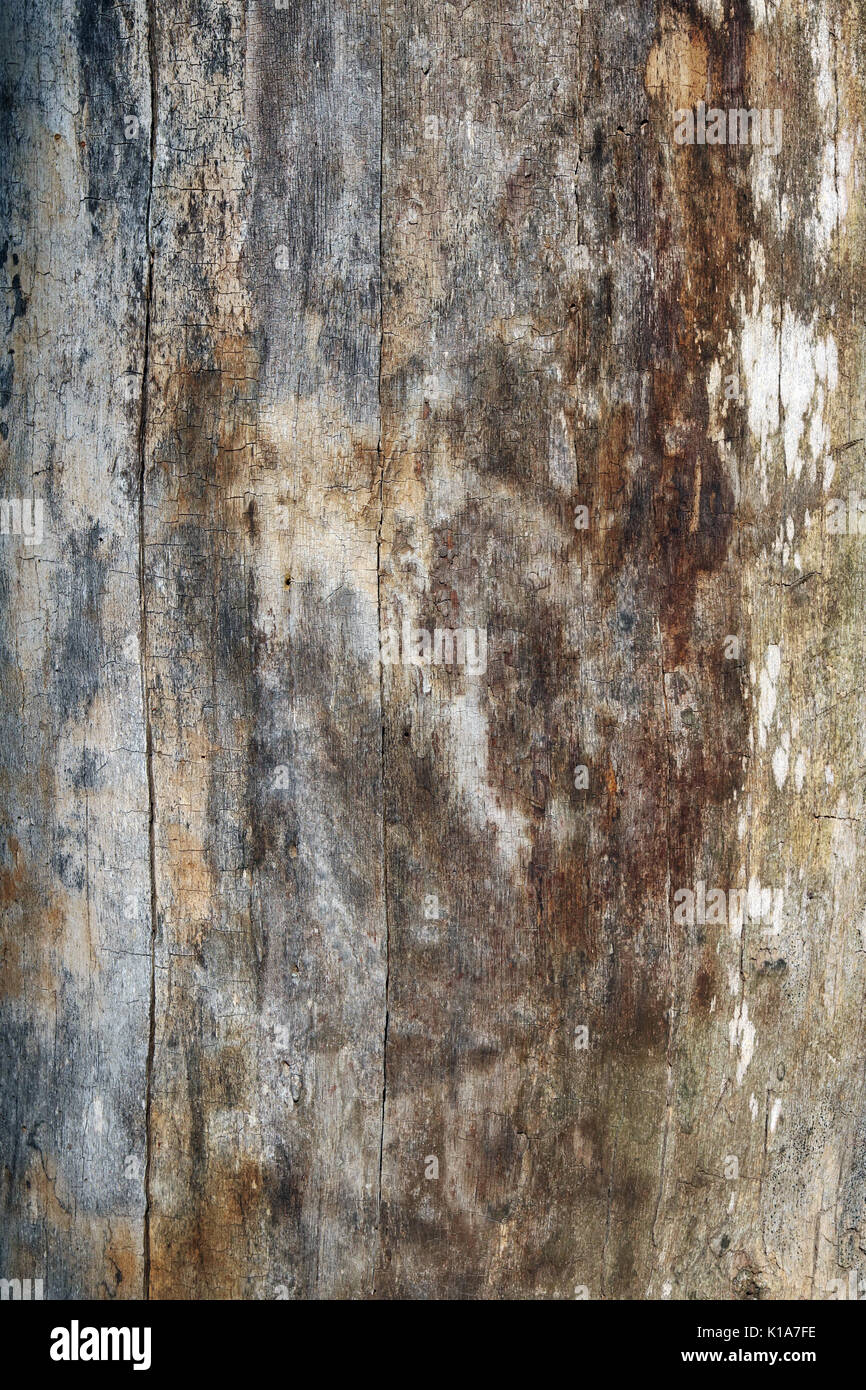 The trunk of a century old oak tree without bark texture background ...