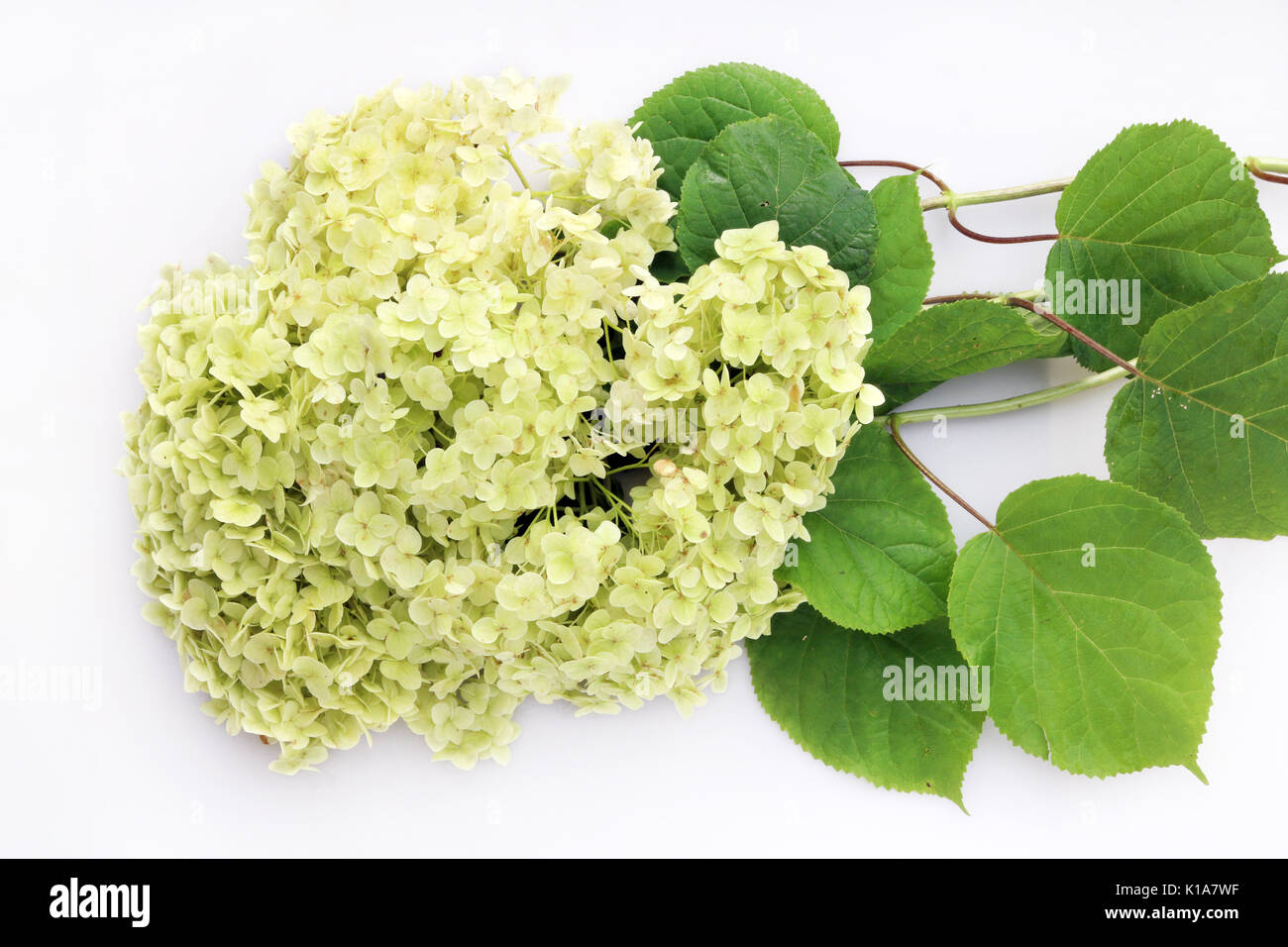 A bouquet of green real august flowering hydrangea branches lies on a ...